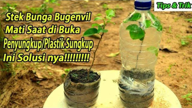 Cara Stek Tanaman Cepat Tumbuh, Akar Lebat dan Sehat!