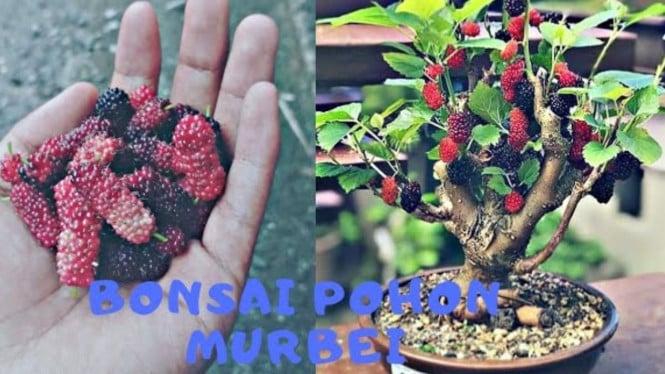 Cuma Pakai Sekam dan Tanah, Pohon Murbei Ini Berbuah Lebat Meski ...