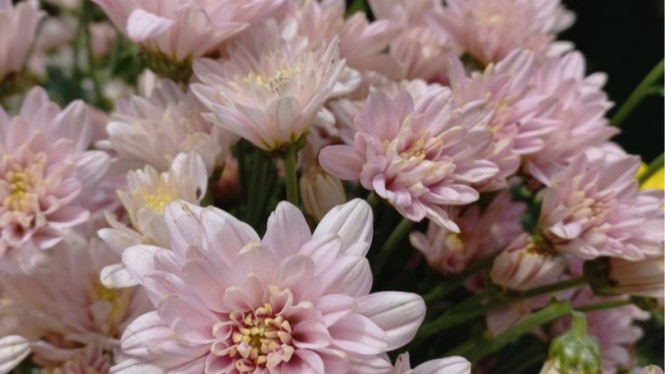 Krisan Susah Beranak? Jangan Khawatir, Ini Trik Stek Pucuk Muda Biar ...