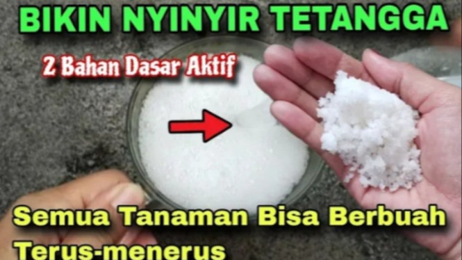 Tanaman Sulit Berbuah? Gunakan Racikan Pupuk Ini Setiap 10 Hari Sekali!