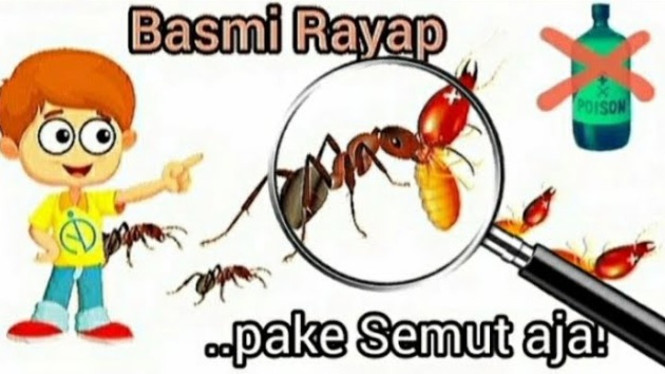 Gak Perlu Racun! Ini Cara Gila Bikin Semut Serbu Sarang Rayap Sampai ...