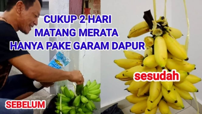 Pisang Mentah Bisa Matang Total dalam 2 Hari, Modalnya Cuma Plastik dan ...