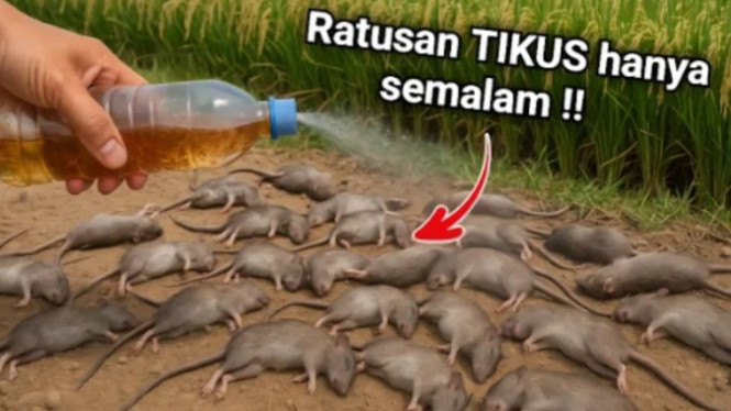 Cara Ampuh Membasmi Tikus Tanpa Racun, Cukup Gunakan Galon Bekas!