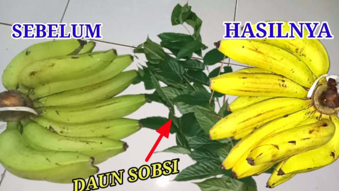 Resep Orang Tua Zaman Dulu! Cara Matangkan Pisang Pakai Daun Sobsi Ini ...