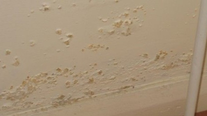 Cara Mengatasi Tembok Lembab, Cat Mengelupas, dan Berjamur dengan Efektif