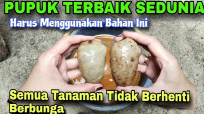 Nutrisi Ajaib dari Buah Pace: Rahasia Tanaman Subur dan Berbuah Lebat