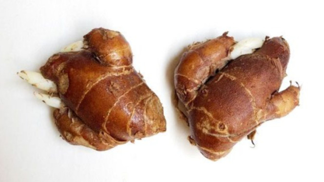 Bukan Cuma Jamu! Ini 5 Rahasia Khasiat Kencur Ajaib untuk Diare hingga ...