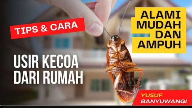 Terbukti Ampuh! Ini 9 Cara Usir Kecoa Bahan Alami, Langsung Kabur dari ...