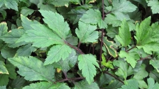 Tanaman Herbal Purwaceng, Ginseng Jawa Penambah Vitalitas