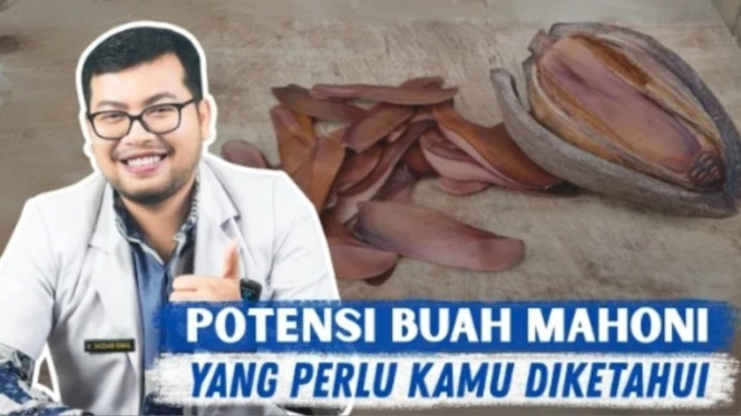 Si Pahit Pengendali Darah! Waspada Dosis & Interaksi Obat Saat Konsumsi ...