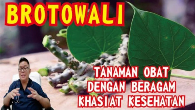 Rasanya Pahit Tapi Khasiatnya Dahsyat! Inilah Manfaat Brotowali Bisa ...