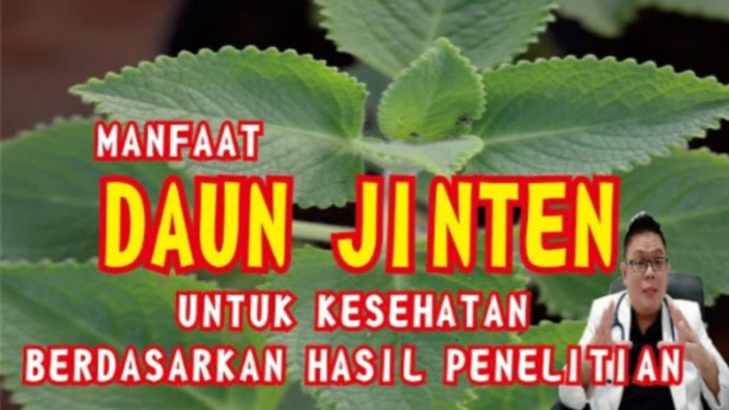 Daun Jinten, Herbal Ajaib Penambah ASI dan Penurun Gula Darah! Sudah ...