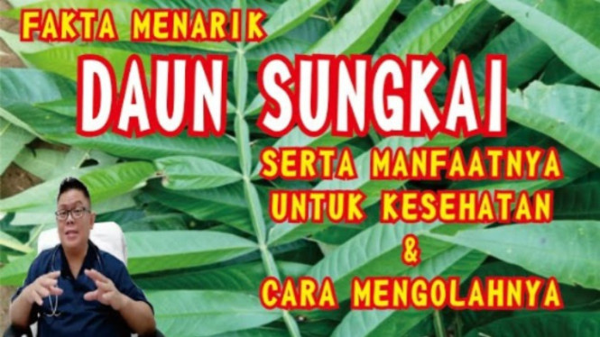 Sudah Tahu Daun Sungkai? Ternyata Khasiatnya Setara Obat Modern!