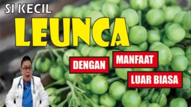Tanaman Lenca Bisa Lawan Kanker dan Turunkan Gula Darah! Fakta ...