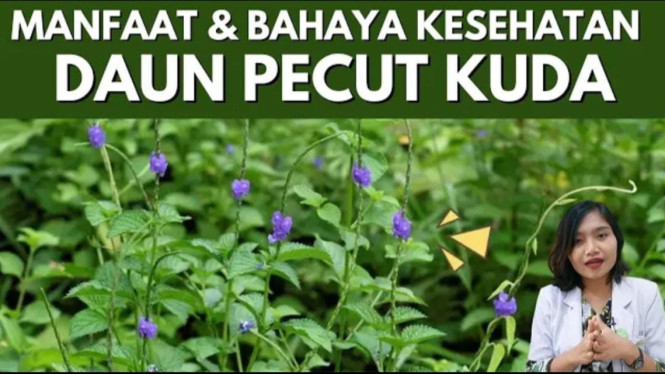 Rahasia Emak-Emak! Daun Pecut Kuda Ternyata Penyelamat Darurat Obati ...