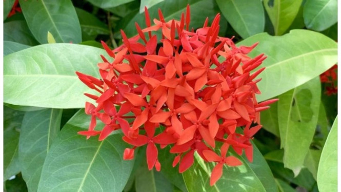 Tak Disangka! Bunga Asoka Punya 8 Manfaat Menakjubkan untuk Kesehatan ...