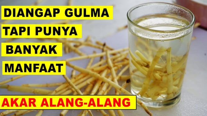Akar Alang-Alang Jadi Andalan Baru, Banyak yang Bilang Ramuan Ini Lebih ...