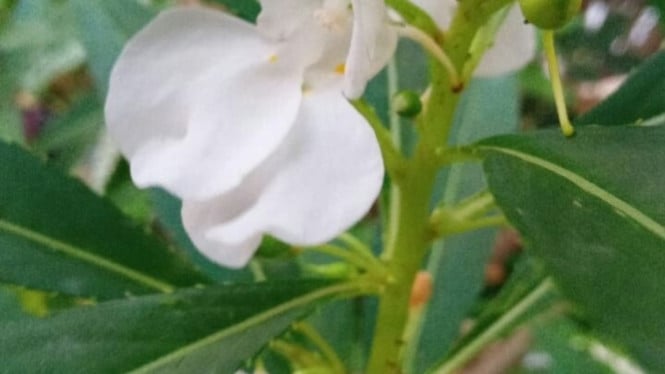 Daun Pacar Ternyata Punya Manfaat Super Dahsyat untuk Kesehatan, Bukan ...
