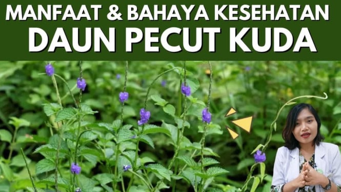Tanaman Pecut Kuda Bisa Jadi Obat Herbal Manjur, Tapi Hati-hati Efek ...