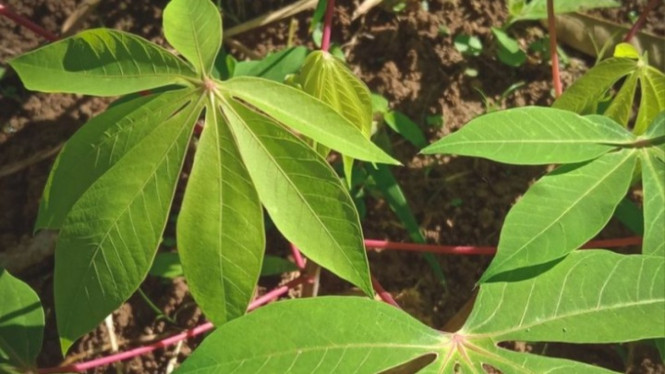 Ternyata Daun Singkong Bisa Sembuhkan Banyak Penyakit! Manfaatnya Nomor 5 Bikin Kaget!