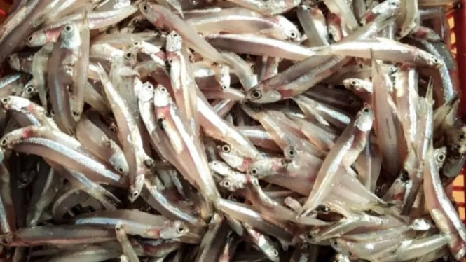 Ternyata Selama Ini Kita Remehkan! Ikan Teri Kecil Tapi Manfaatnya Gede ...