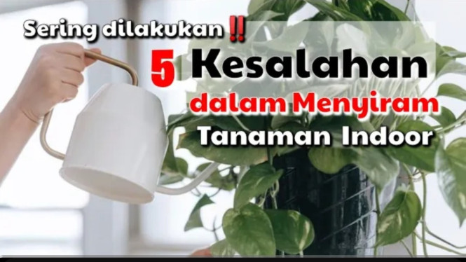 Daun Segar! Trik Siram Tanaman Indoor Agar Estetika Rumah Akan Semakin ...