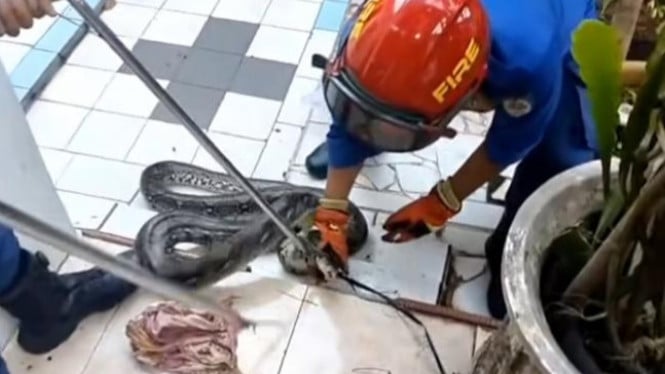 Warga Kampung Serab Digigit Ular, Begini Kronologinya