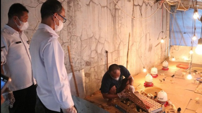 Terus Berinovasi, Lapas Cibinong Kini Jajal Budidaya Ayam Berlabel DOC, Apa itu?