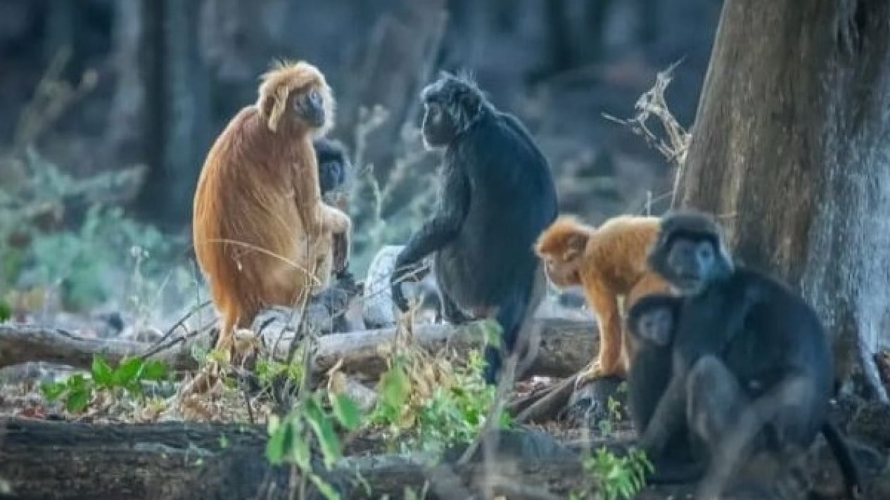 Foto 5 Taman Nasional Tertua di Indonesia, Salah Satunya Taman Nasional ...