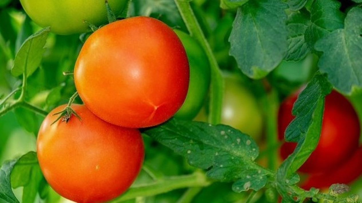 Foto Ternyata, Tanaman 'Menjerit' Kesakitan Saat Dipanen, Apa yang ...