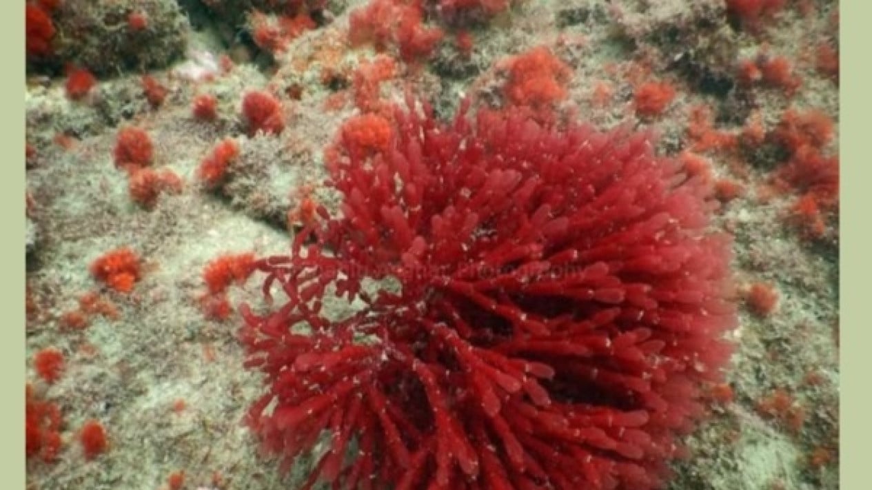 Foto Penelitian Menunjukkan bahwa Alga Merah Menggunakan Warna untuk ...