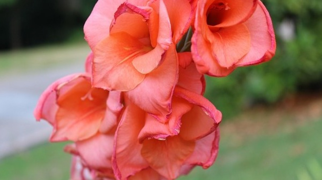 Foto Cara Menanam Umbi Gladiol untuk Mendapatkan Bunga yang Cerah dan Indah