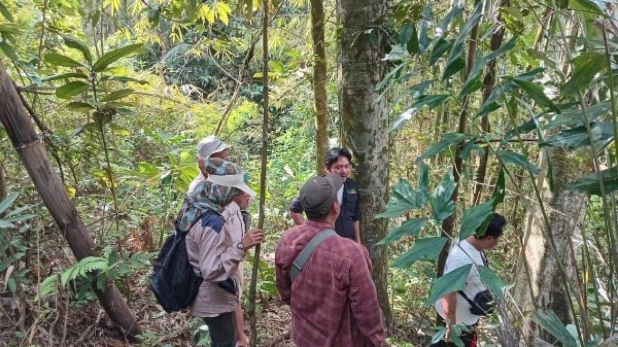 Foto Misteri Vatica Javanica: Pohon Purba Jawa yang Kini Terancam Punah ...