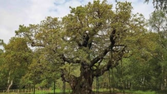 Keajaiban Legenda Sherwood Forest dan Pesona Pohon Kuno yang Abadi