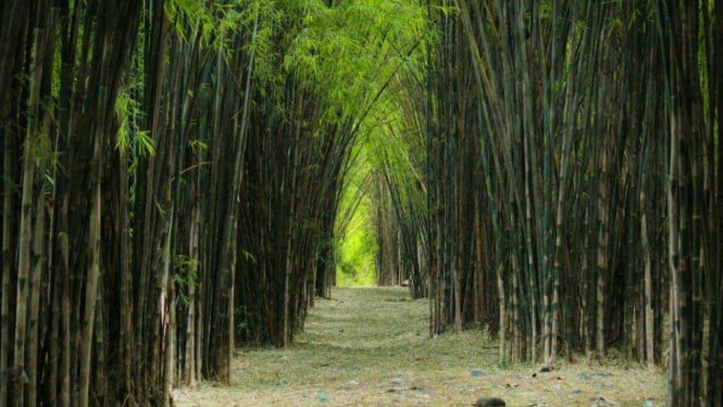 Mengenal Lebih Dalam Pohon Bambu, Pahlawan Lingkungan yang Sering ...