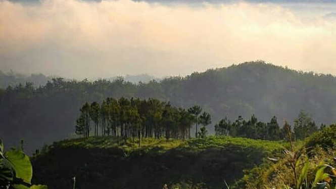 BANYUMAS: Menikmati Hutan Pinus Sawangan, Surga Alam yang Berada di ...