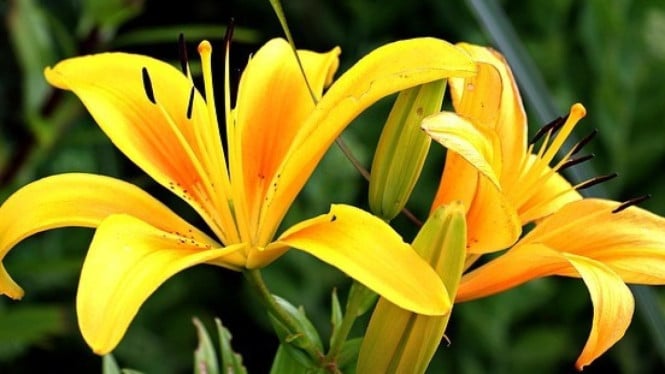 Mengapa Lebah Lebih Menyukai Bunga Kuning daripada Merah dan Mengapa ...