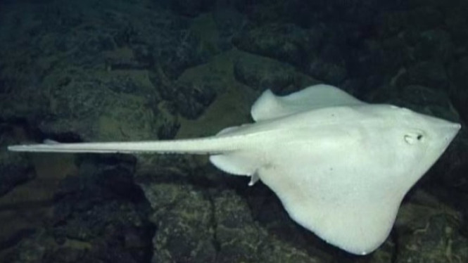 Gunung Berapi Bawah Laut yang Baru Saja Meletuskan Lebih dari Sejuta ...