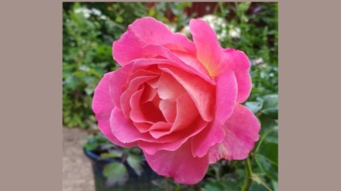 6 Jenis Bunga Berwarna Merah yang akan Menyempurnakan Kebun Bunga Anda