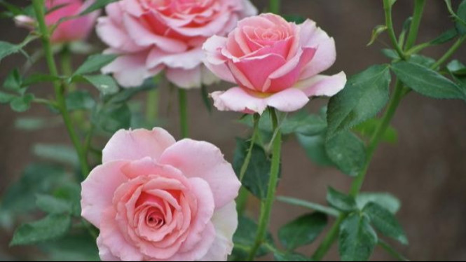 3 Alasan Mengapa Bunga Mawar Anda Rontok Terlalu Cepat dan Cara agar ...