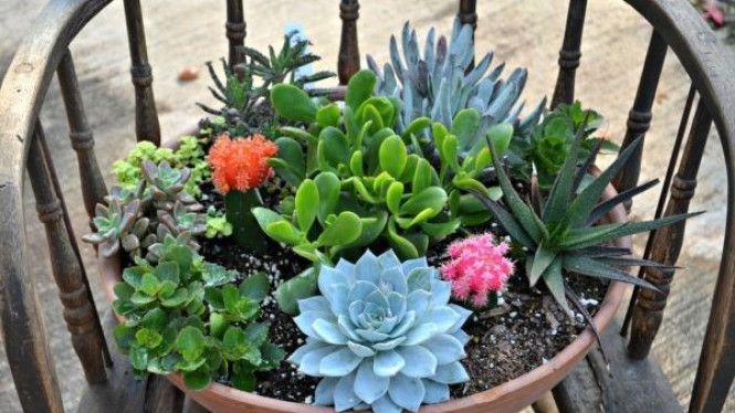 Taman Sukulen Mini dalam Ruangan Menjadi Tambahan Manis untuk Asrama ...