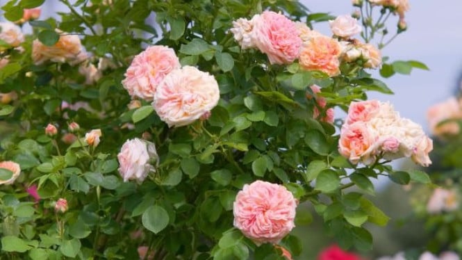 Cara Menyelamatkan Bunga Mawar dan Membuatnya Berbunga Kembali