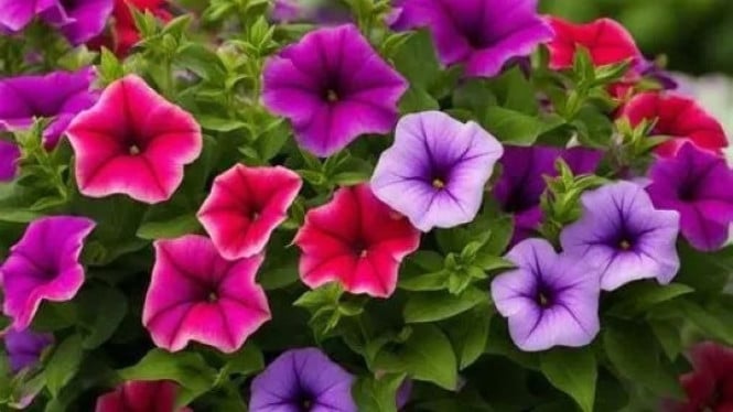 6 Cara Mudah Menyelamatkan Petunia yang hampir Mati agar Tetap Berbunga ...