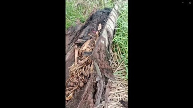 Kerangka Manusia dalam Pohon Aren: Misteri Gelap dari Perut Hutan Sumatera
