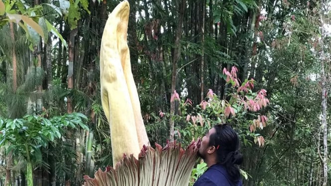Bunga Bangkai Raksasa Setinggi 190 cm Siap Mekar di Agam, Daya Tarik ...