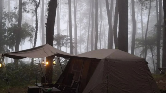 Forest Bathing: Cara Alami Tingkatkan Imun dan Lawan Sel Abnormal