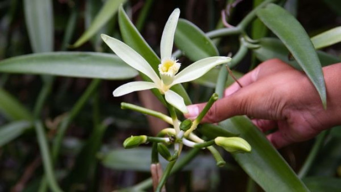 Cara Menanam dan Menumbuhkan Anggrek Vanili