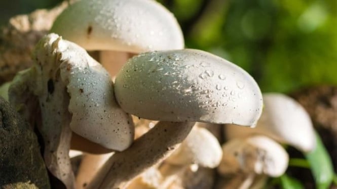 Jamur yang Bisa Dimakan Mungkin adalah Chip Komputer Masa Depan