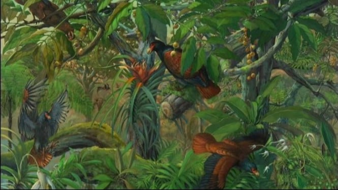 Kerabat Burung Dodo Terakhir yang Masih Hidup Terlihat di Hutan Hujan ...