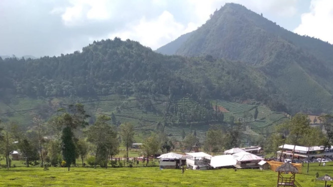Wisata Kebun Teh Tambi: Panorama Hijau dan Fasilitas Liburan Lengkap di ...